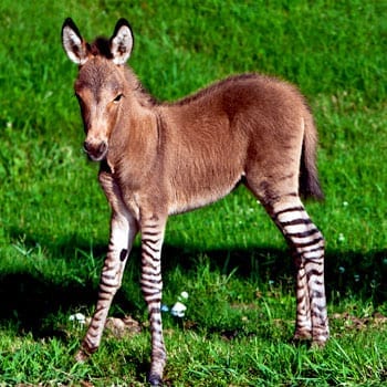 Zedonk